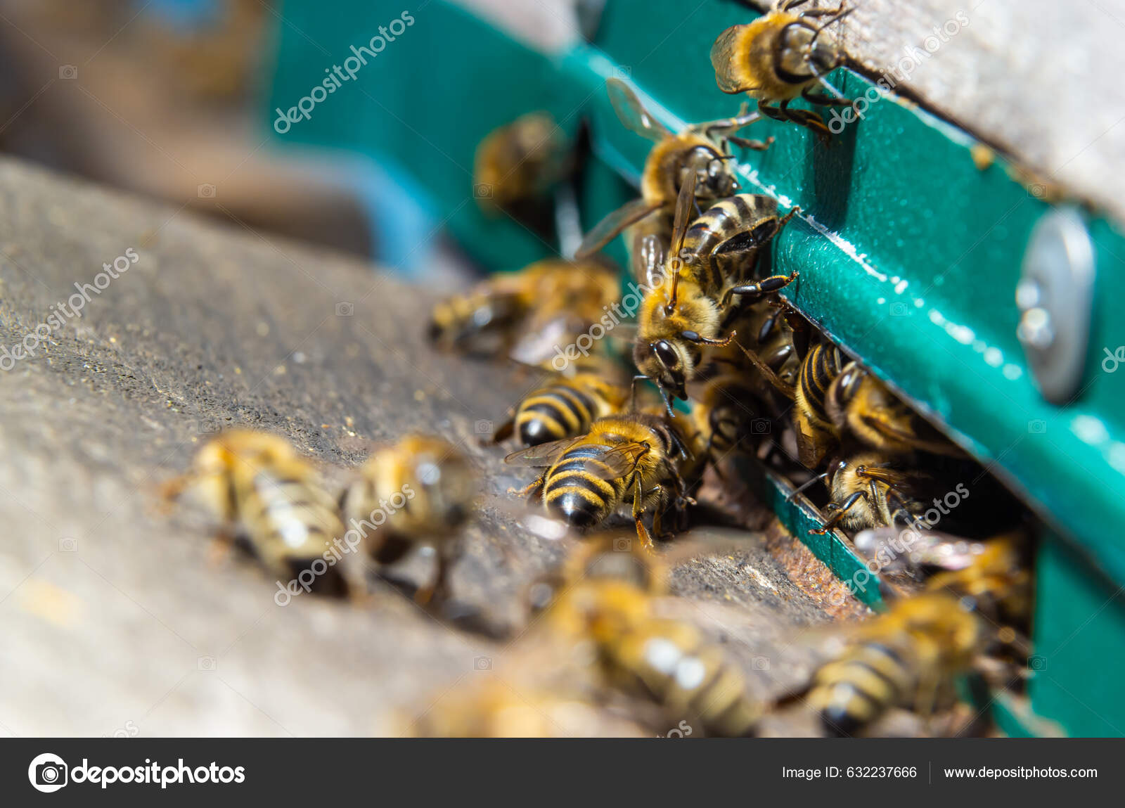 Swarm Honey Bees Flying Beehive Bees Returning Collecting Honey Fly ... Swarm Honey Bees Flying Beehive Bees Returning Collecting Honey Fly ...