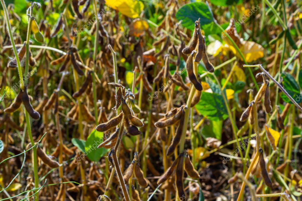 Macros de vaina de soja. Cosecha de frijoles de soya - planta de ...