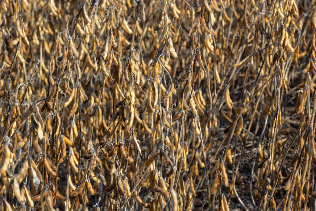 Macros de vaina de soja. Cosecha de frijoles de soya - planta de ...