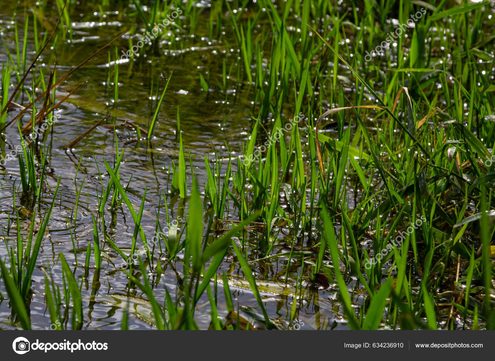 Phragmites Australis Water's Edge Spring Young Shoots Water Stock Photo ...