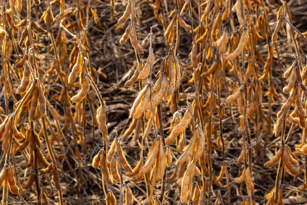 Macros de vaina de soja. Cosecha de frijoles de soya - planta de ...