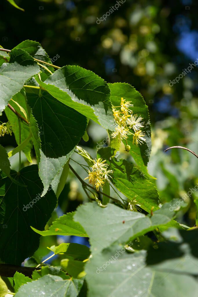 Flor amarilla de tilo del árbol de cordata de Tilia lima de hoja ...
