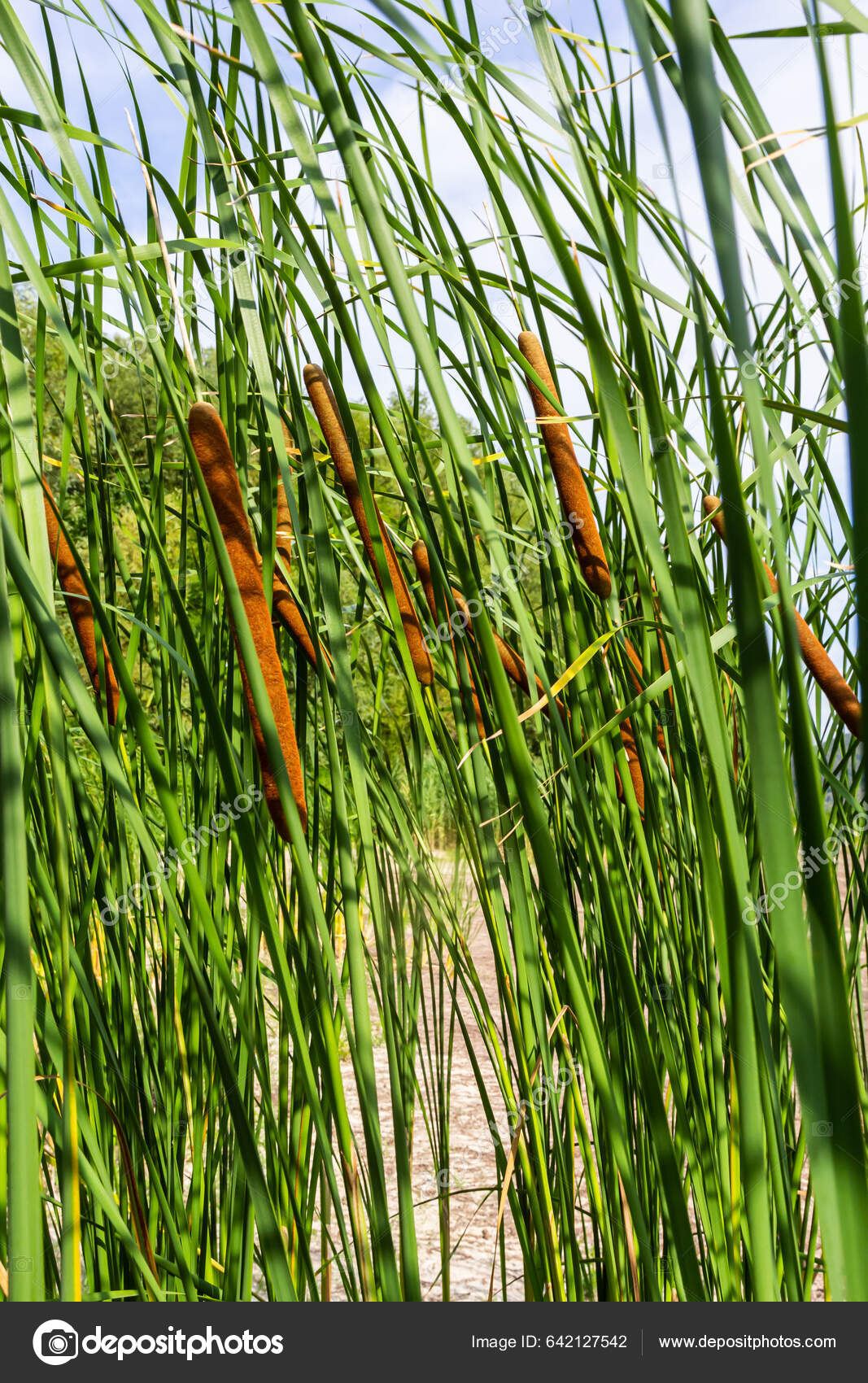 Typha Latifolia Broadleaf Cattail Bulrush Common Bulrush Common Cattail ...