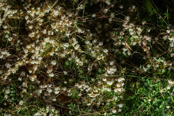 Flora of Gran Canaria - thread-like tangled stems of Cuscuta ...