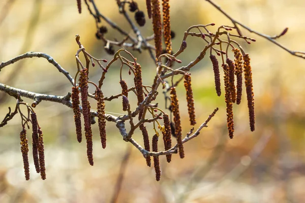 Pequeña rama de aliso negro Alnus glutinosa con amentos masculinos y ...