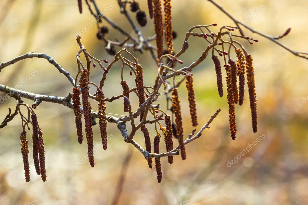 Pequeña rama de aliso negro Alnus glutinosa con amentos masculinos y ...