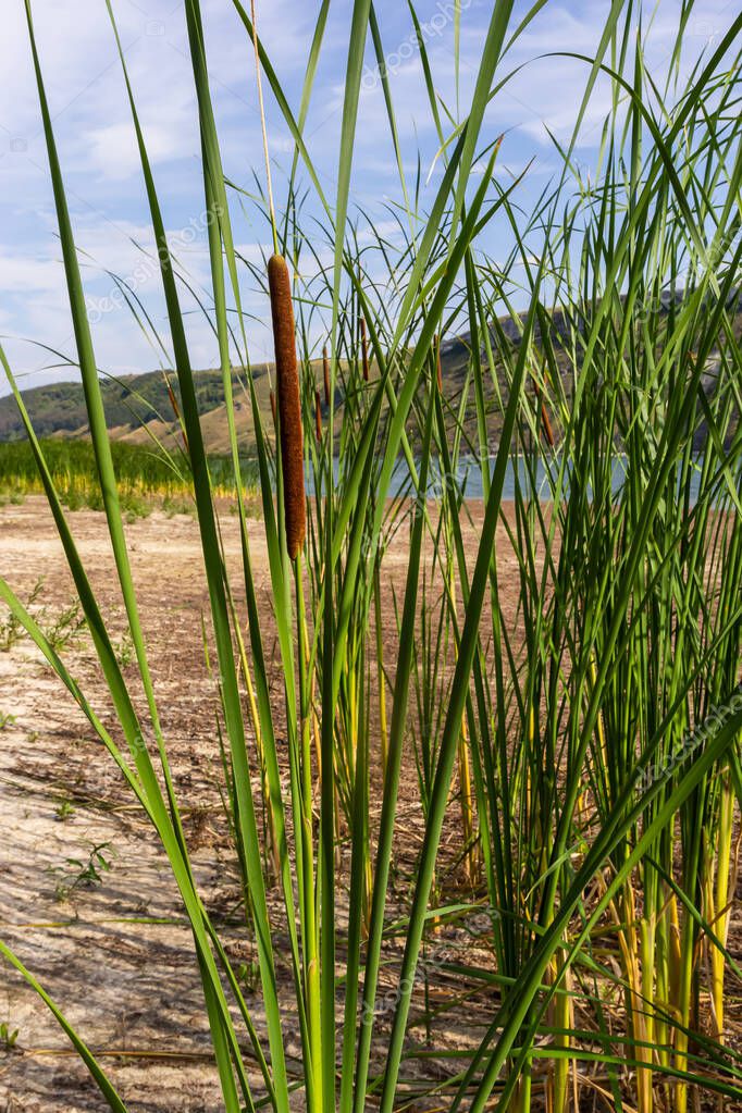 Typha latifolia broadleaf cattail, bulrush, common bulrush, common ...