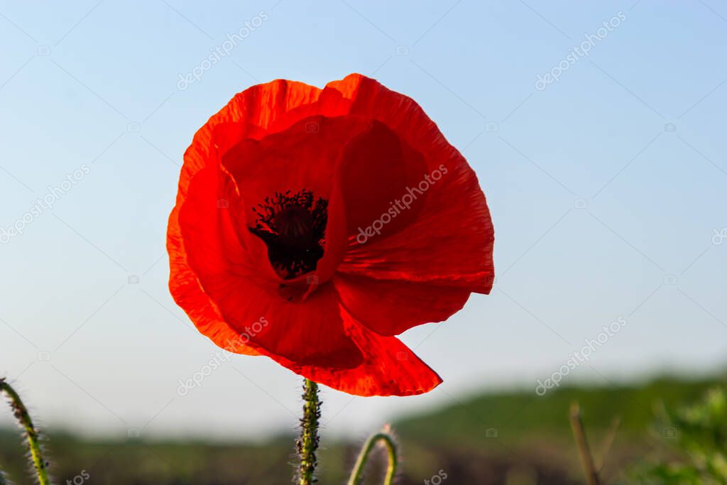 Papaver rhoeas o amapola común, amapola roja es una planta herbácea anual con flores en la ...