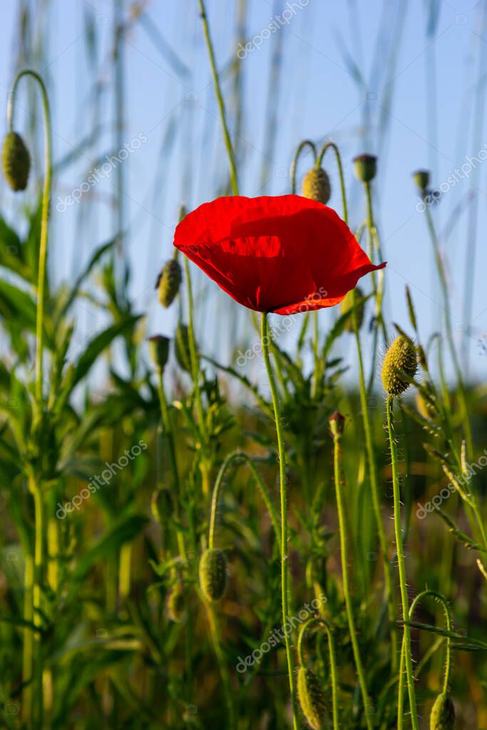 Papaver rhoeas o amapola común, amapola roja es una planta herbácea anual con flores en la ...