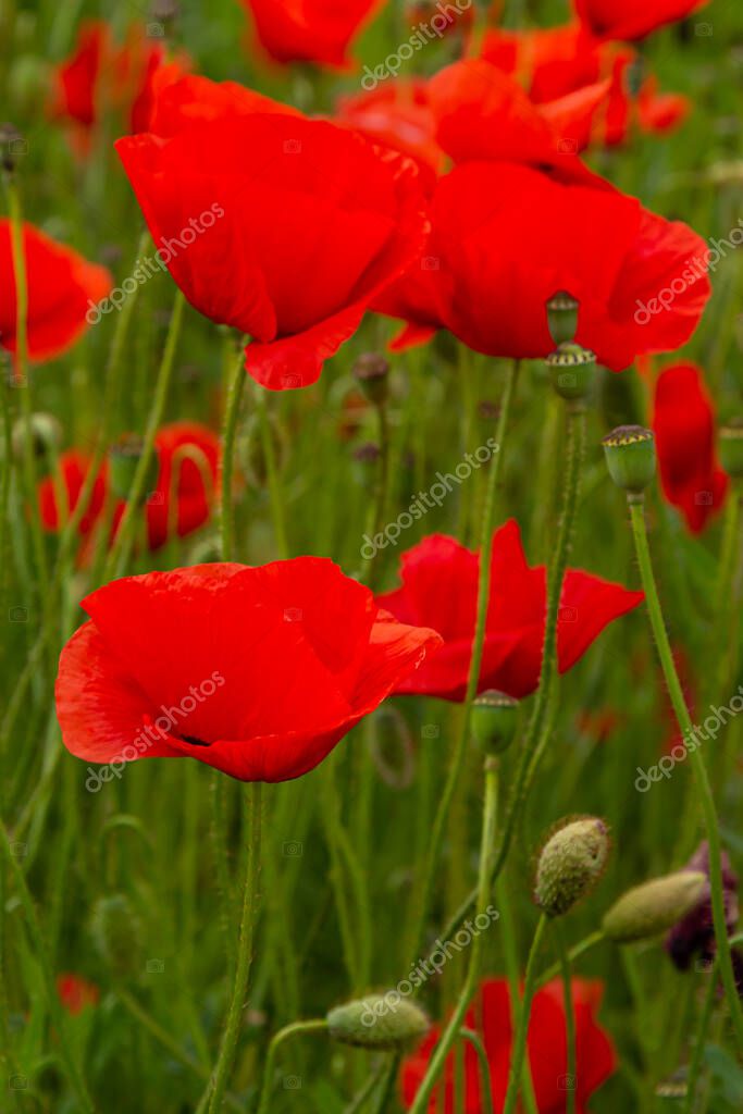 Papaver rhoeas o amapola común, amapola roja es una planta herbácea anual con flores en la ...