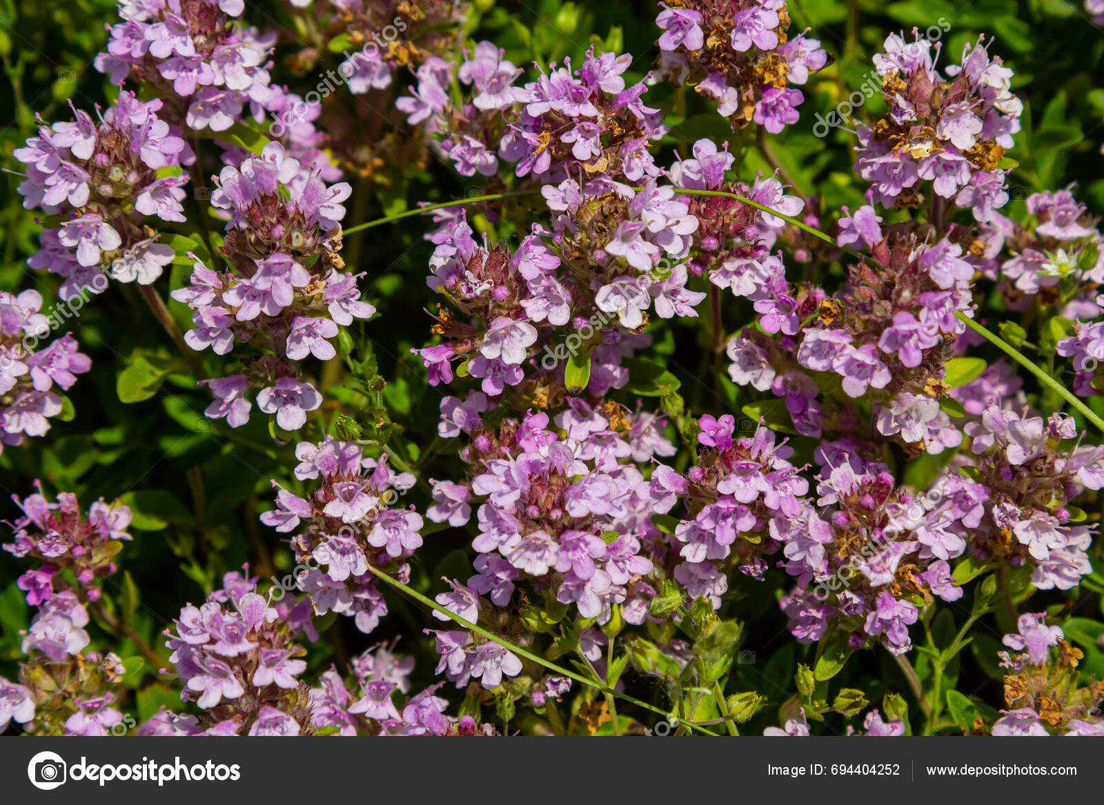 Blossoming Fragrant Thymus Serpyllum Breckland Wild Thyme Creeping ...