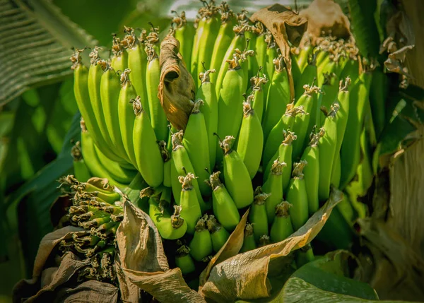 African banana plantation Stock Photos, Royalty Free African banana ...