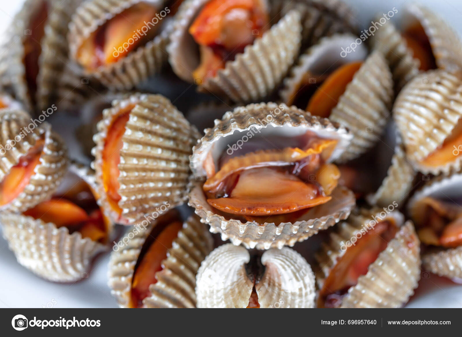 Seseell Marine Shells Sea Shells Seashells — Stock Photo © lobster20 ...