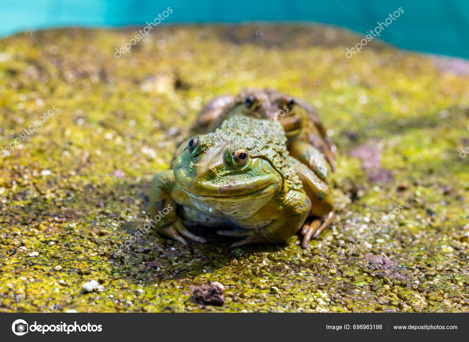 Frog Zoo — Stock Photo © lobster20 #696963198