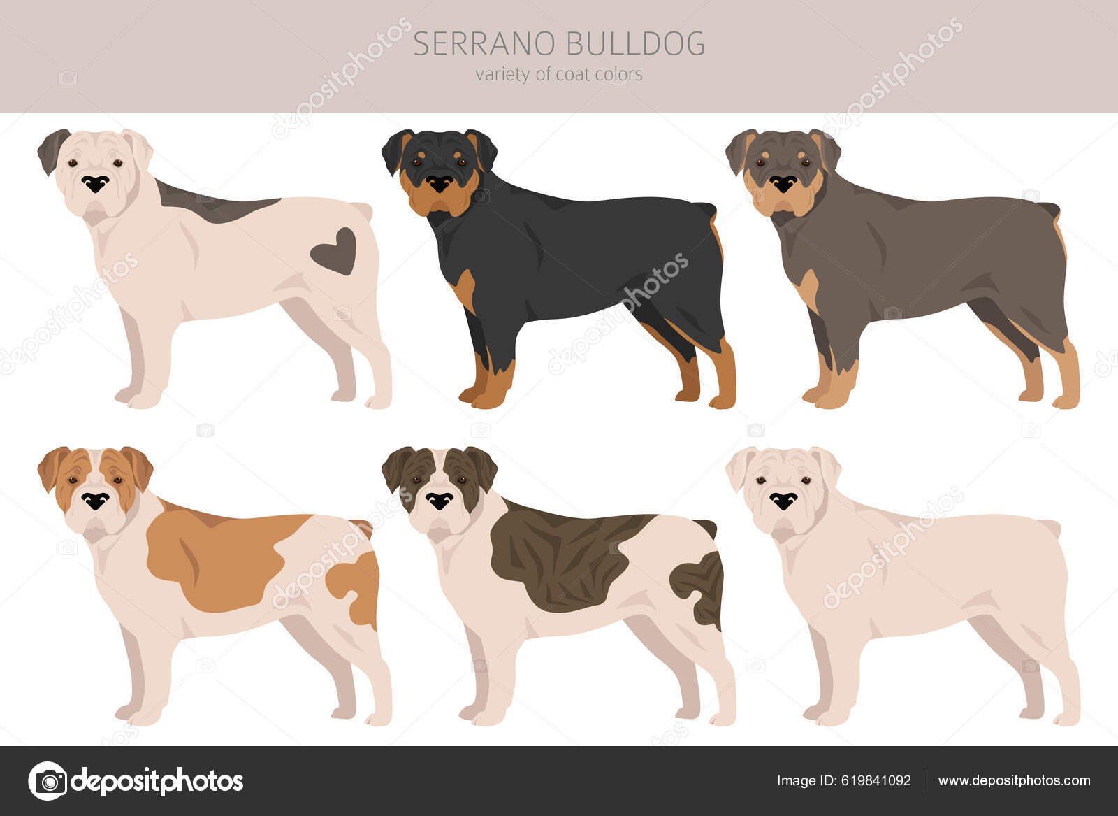 Serrano Bulldog Cliparts Alle Fellfarben Eingestellt Alle Hunderassen ...