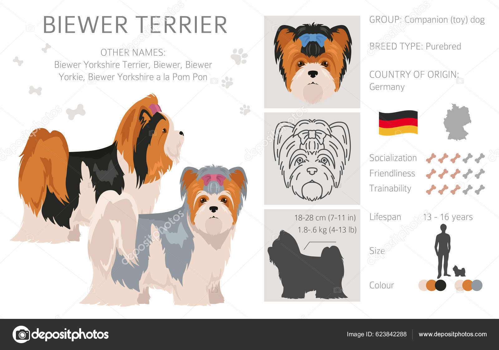 Yorkie Coats And Colors