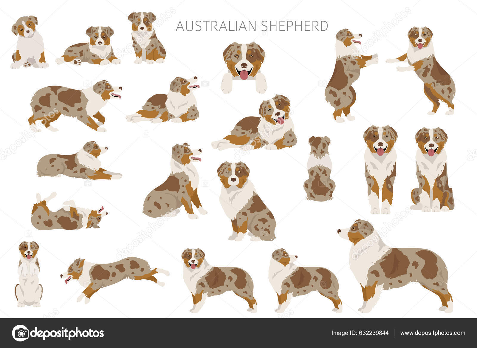 Australischer Schäferhund Mantelfarben Aussie Set Alle Hunderassen ...