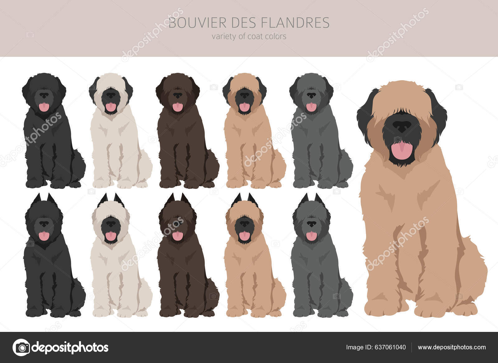Bouvier Des Flandres Clipart Verschiedene Fellfarben Und Posen Gesetzt ...