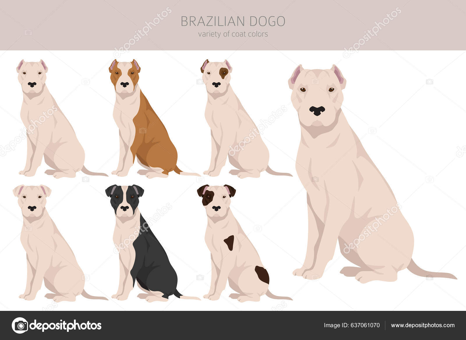 Brazilian Dogo Clipart Different Coat Colors Poses Set Vector ...