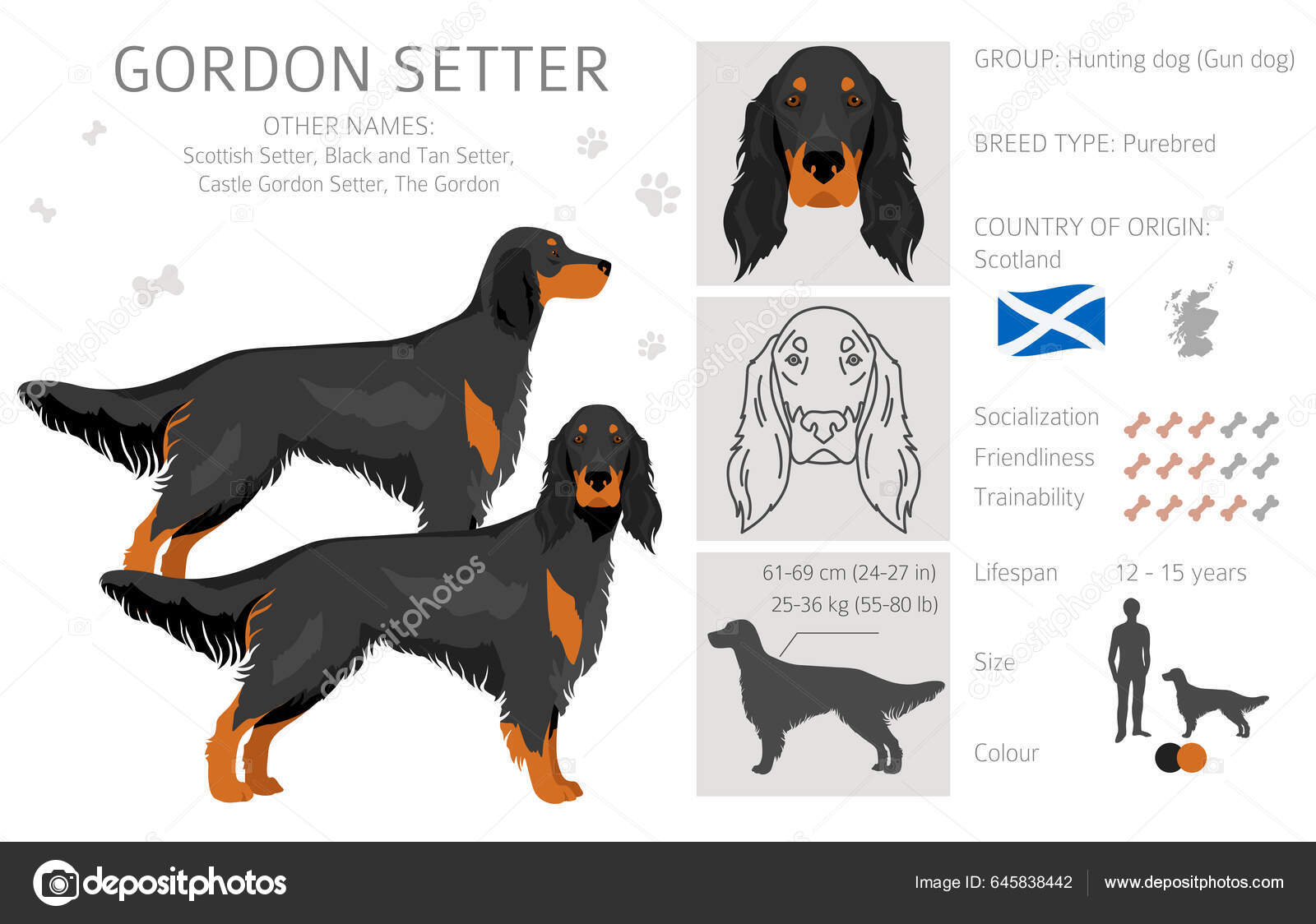 Gordon Setter Clipart Forskellige Stillinger Frakke Farver Sæt ...