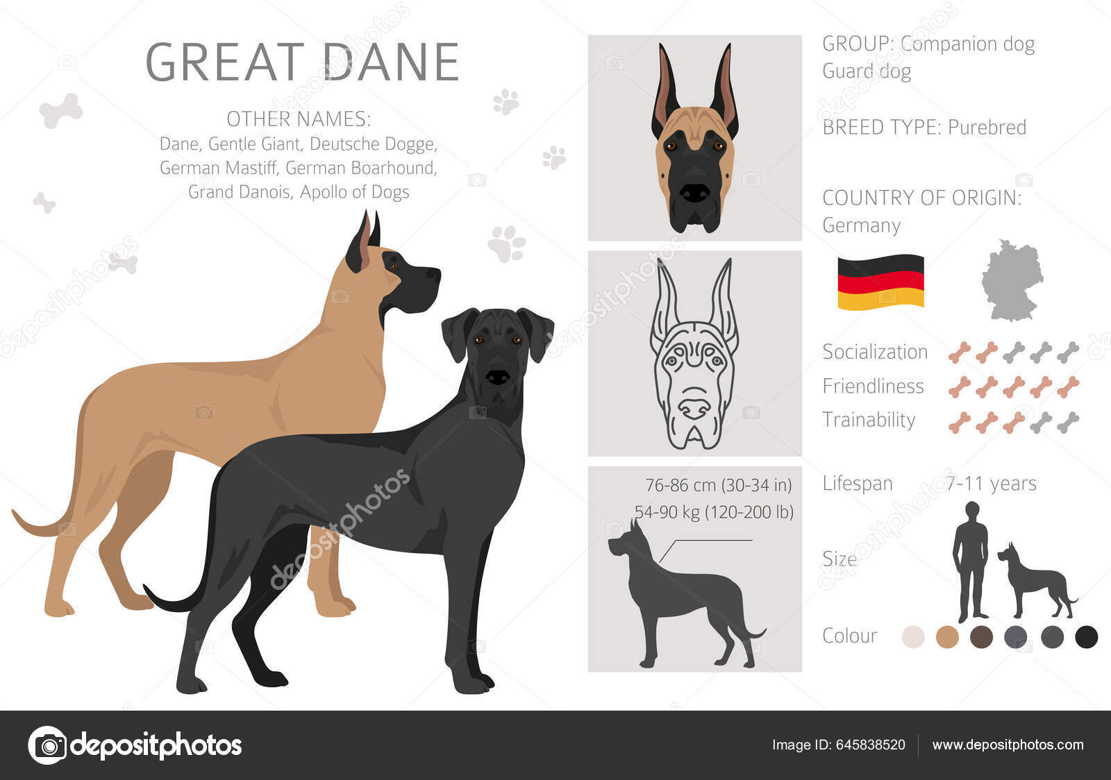 Great Dane Clipart Different Poses Coat Colors Set Vector Illustration ...