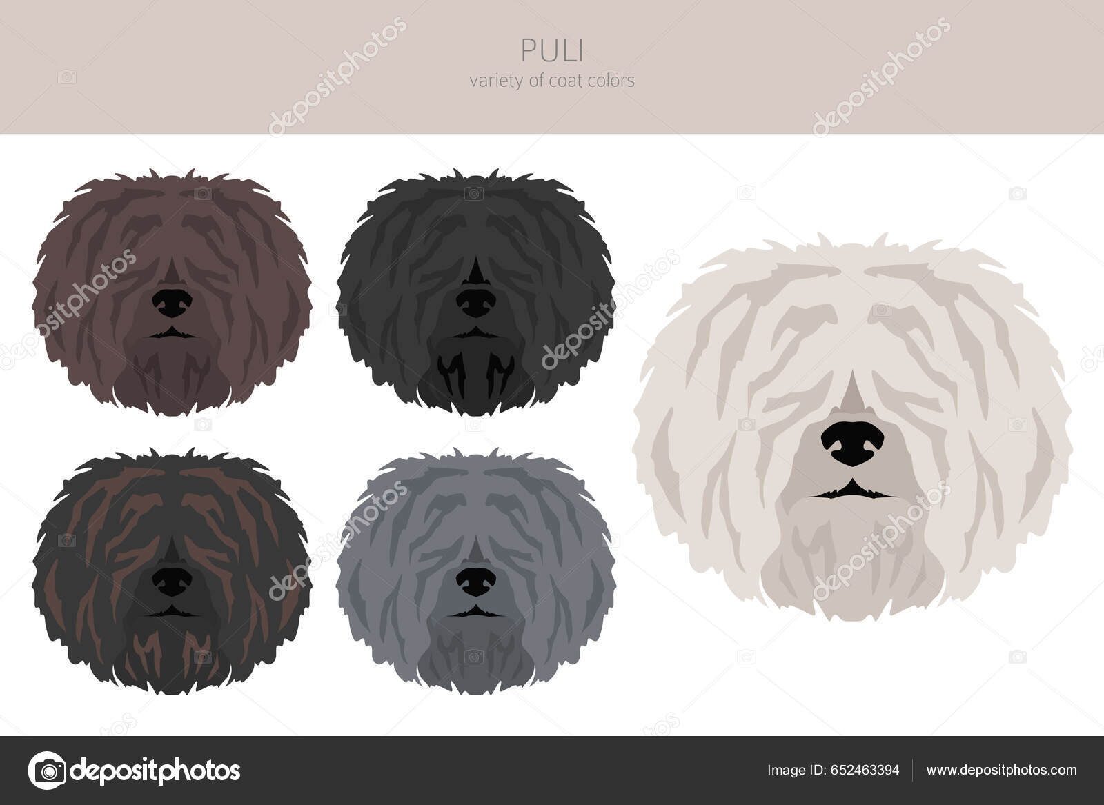 Puli Clipart Distintas Poses Colores Del Abrigo Establecidos ...