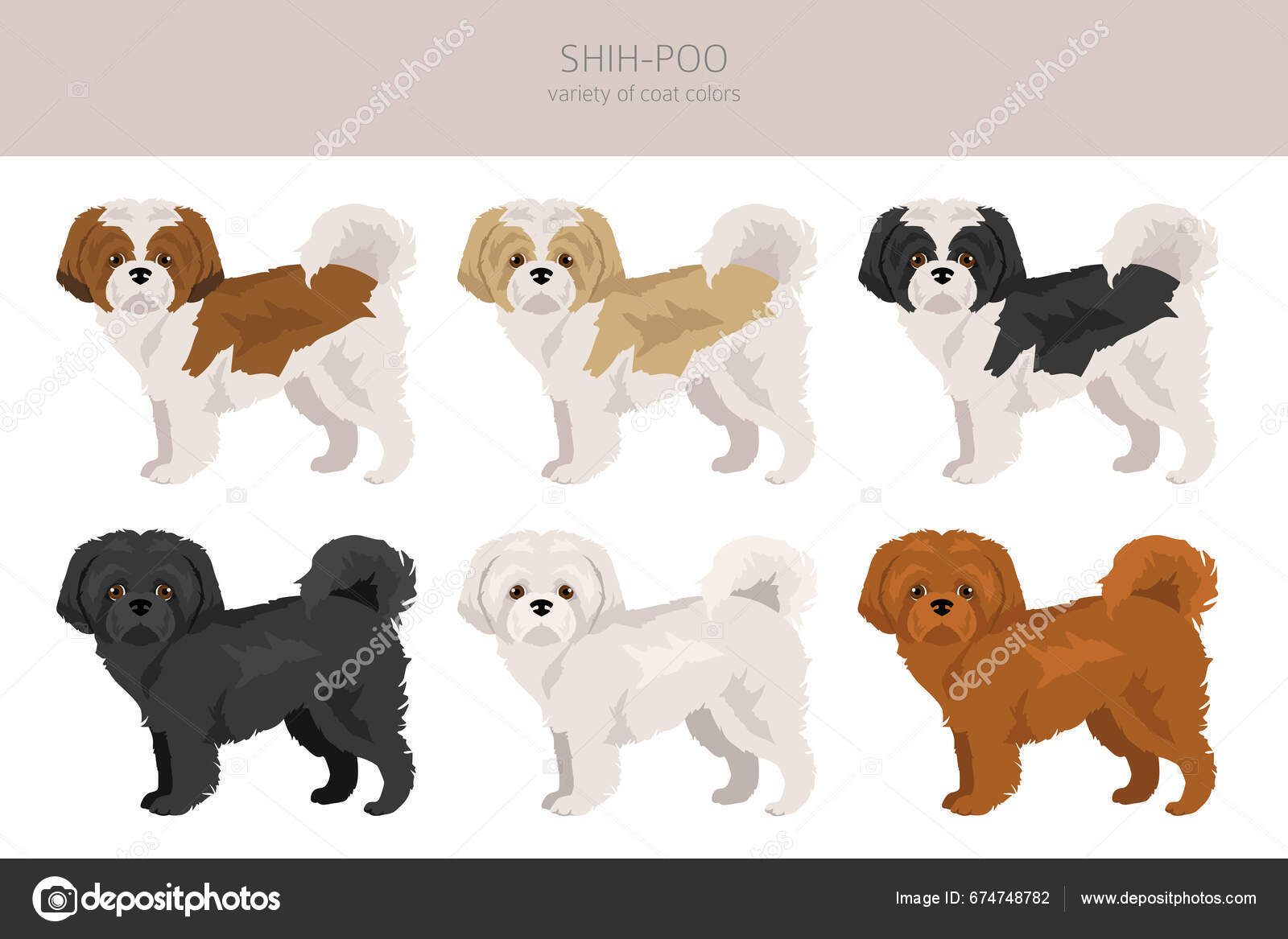 Mezcla De Caniche Shih Tzu Blanco Shih Tzu, Consejos De Esta Raza De