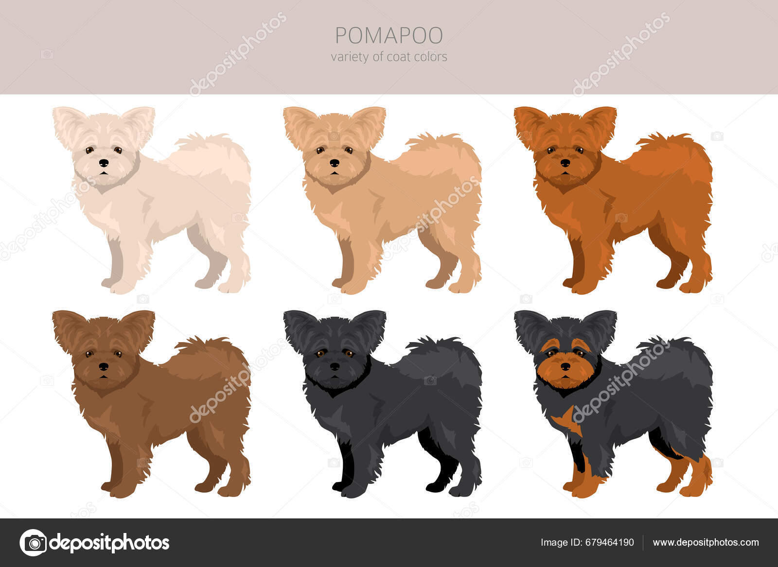 Pomapoo Clipart Mezcla Pomerania Poodle Conjunto Diferentes Colores ...