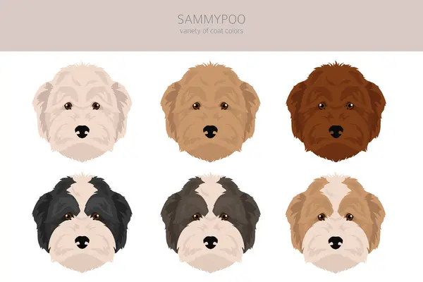Pomapoo Clipart Mezcla Pomerania Poodle Conjunto Diferentes Colores ...
