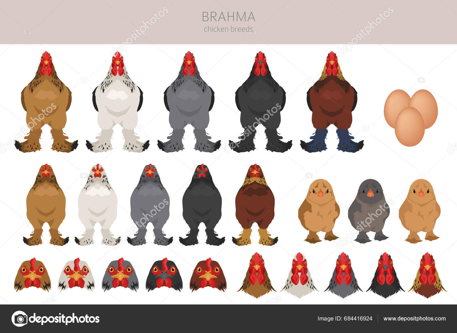 Brahma Chicken Cria Clipart Aves Capoeira Animais Criação Conjunto ...