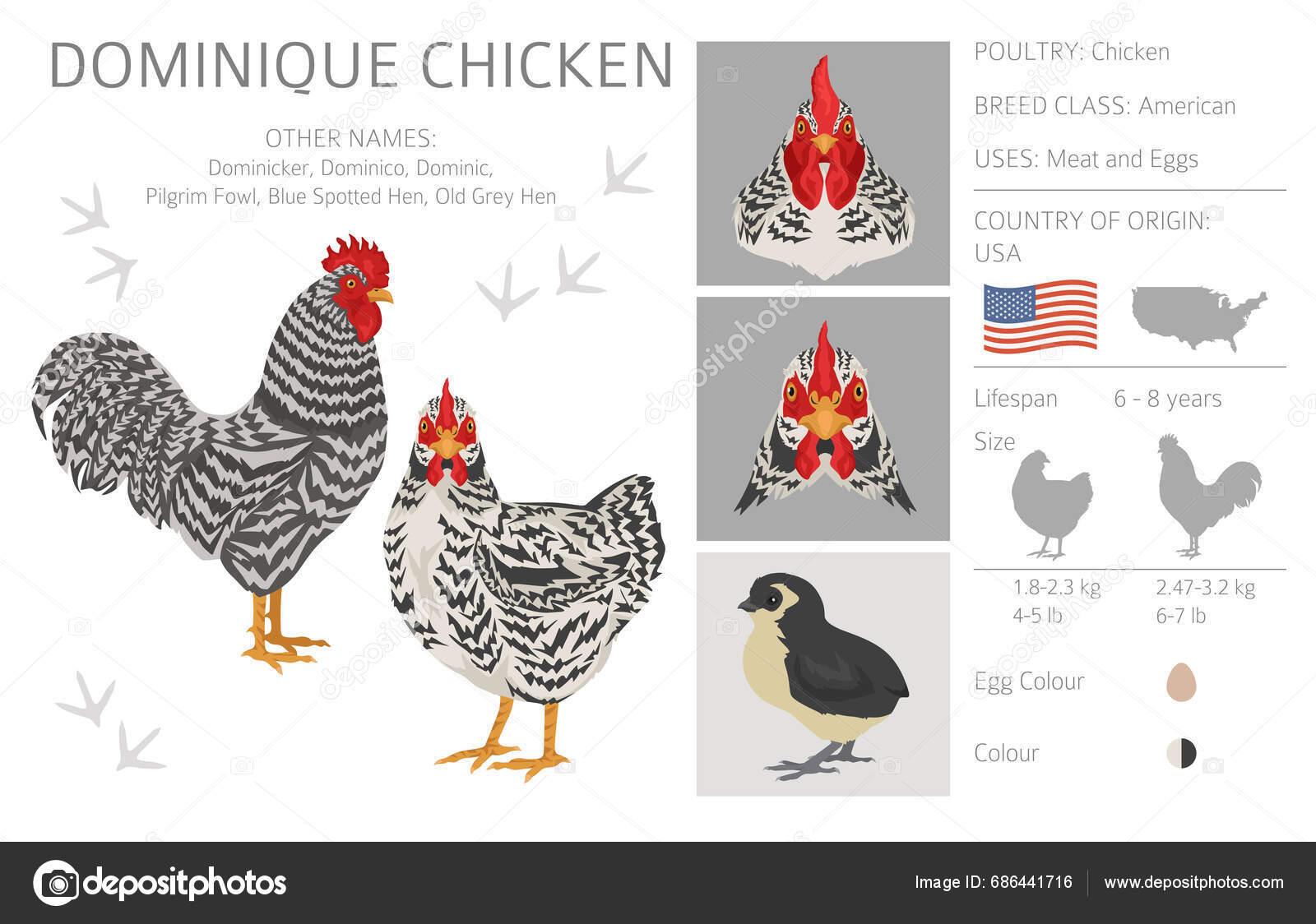 Dominique Chicken Keturunan Clipart Unggas Dan Peternakan Hewan Warna ...