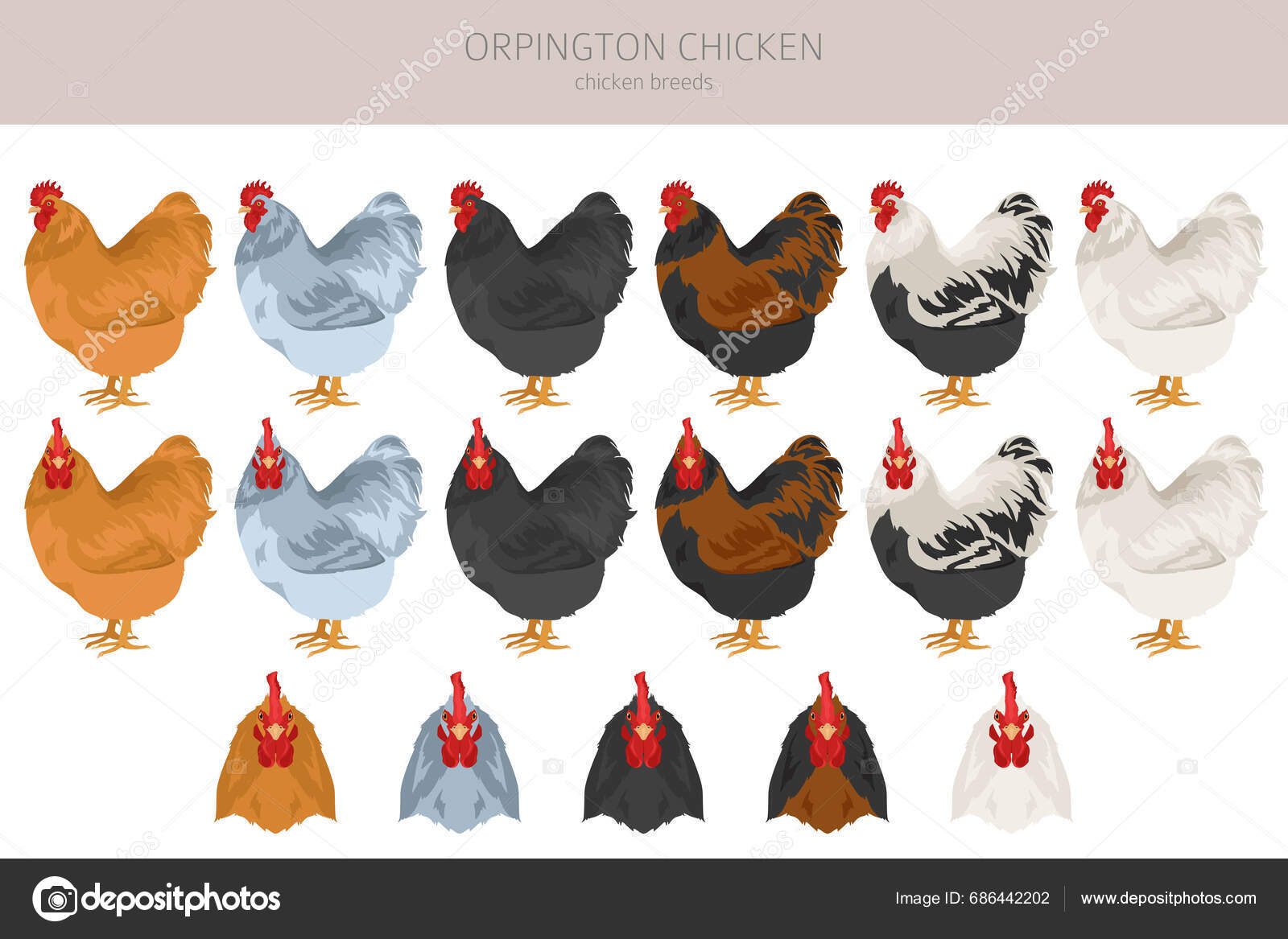 Orpington Chicken Breeds Clipart Poultry Farm Animals Different Colors ...
