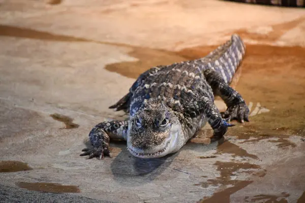 Japanese giant salamander Stock Photos, Royalty Free Japanese giant ...