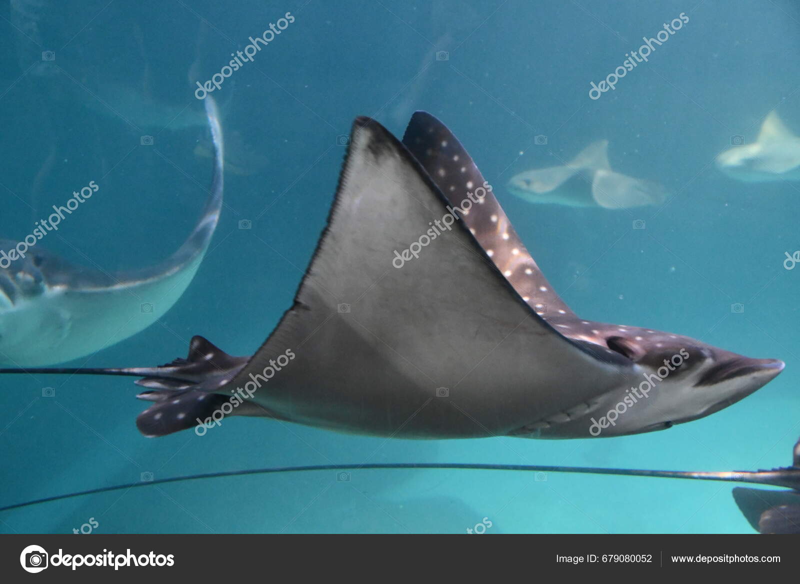 Una Raya Acuario — Foto de stock © sainaniritu #679080052