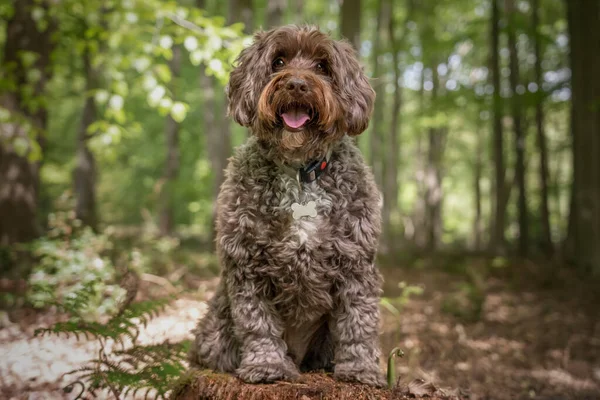What Does A Spoodle Dog Look Like