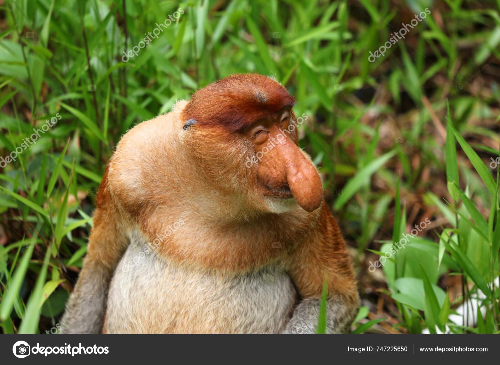 Giggling Smiling Laughing Happy Face Expression Perfect Memes Face ...