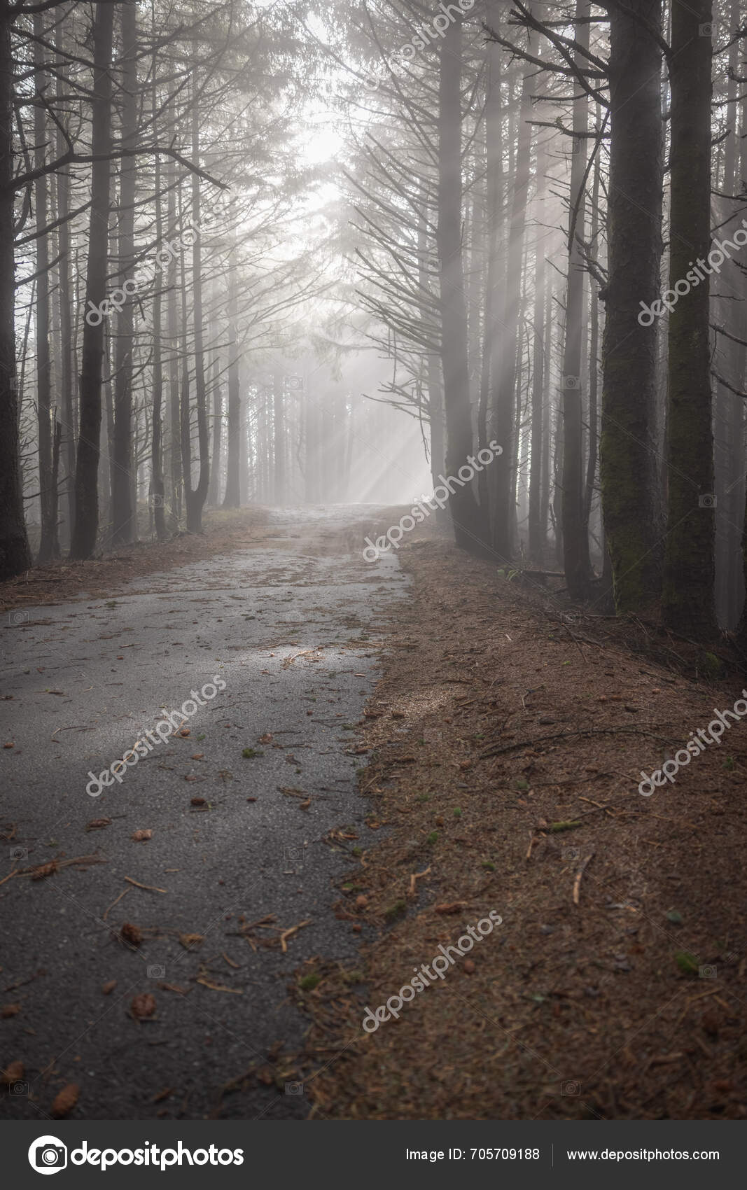 Forest Path Road Running Road Covered Leaves Trees Bare — Stock Photo ...