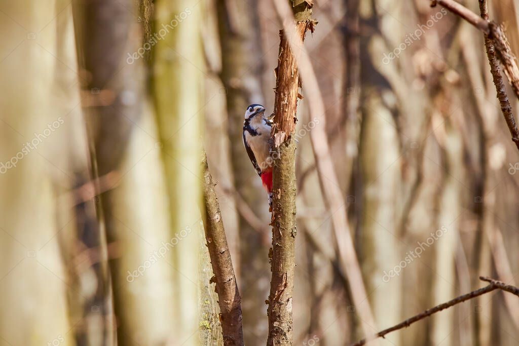 Pájaro carpintero manchado medio picoteando un árbol para insectos 2024