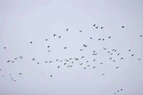 Jak ptaki Stock Photos, Royalty Free Jak ptaki Images | Depositphotos