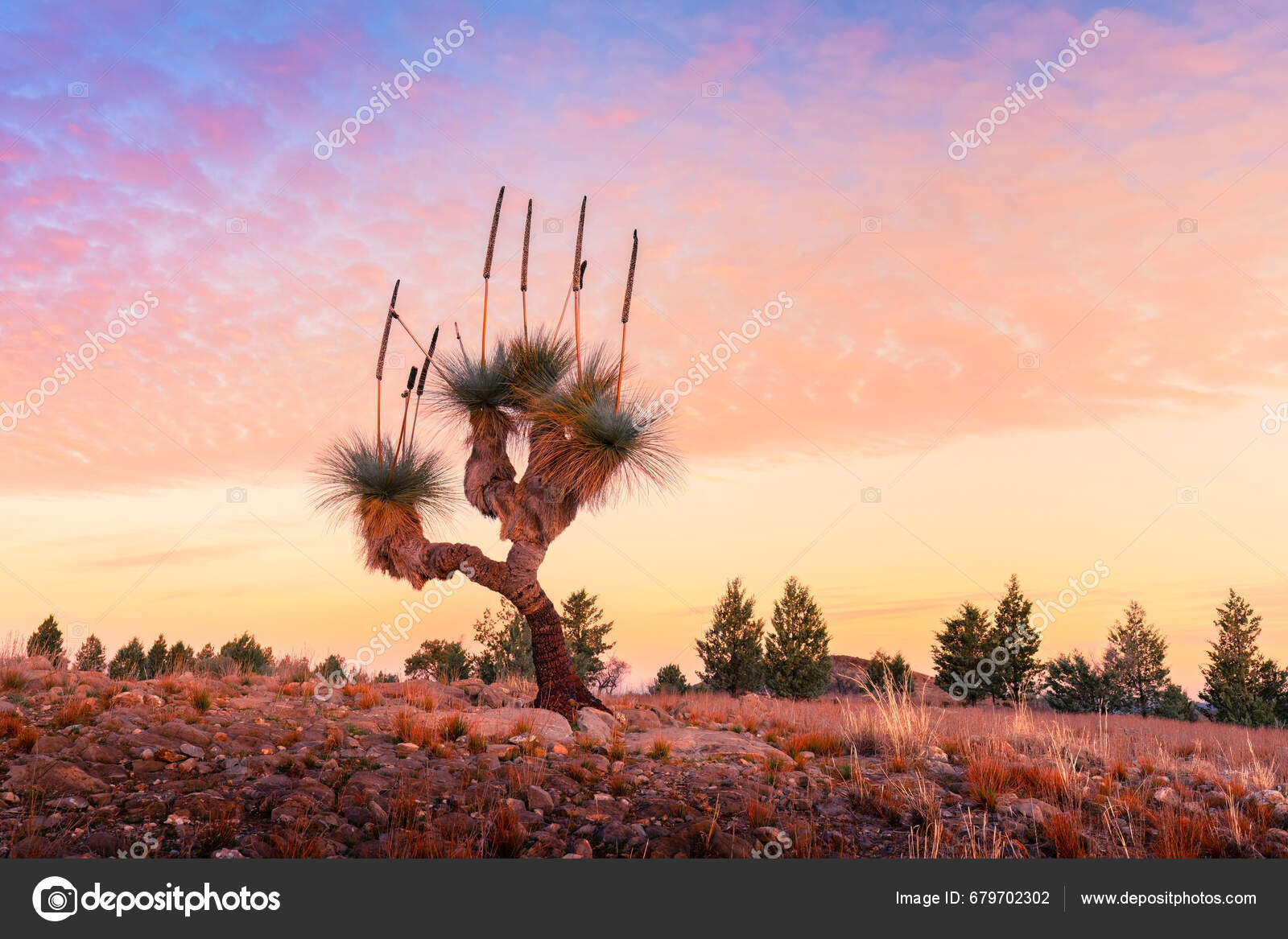 Sunset Grass Tree Flinders Ranges — Stock Photo © kwest #679702302