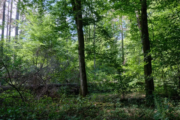 Old deciduous forest in summer midday, Bialowieza Forest, Poland ...