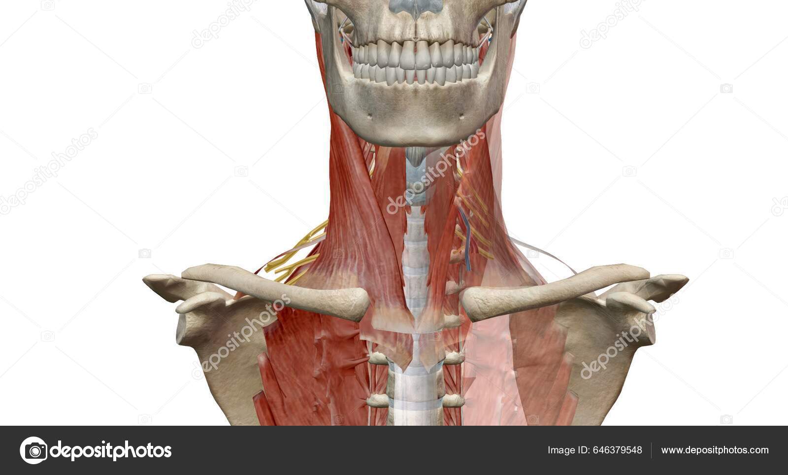 Cervical Spine Muscles