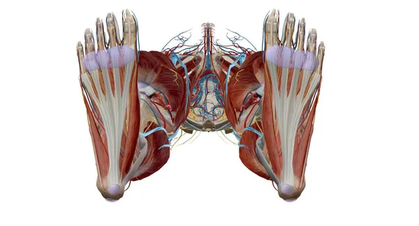 ⬇ Скачать картинки Paha manusia anatomi otot, стоковые фото Paha ...
