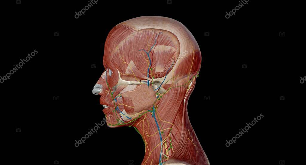 Anatomía de cabeza y cuello Oído, compuesto de orejas externas, medias ...