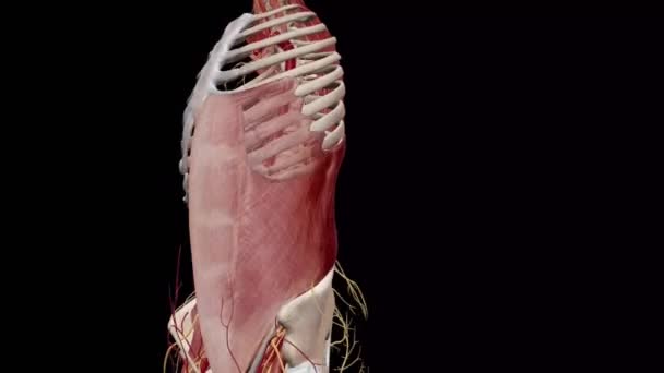 73 Pelvic girdle Videos, Royalty-free Stock Pelvic girdle Footage ...