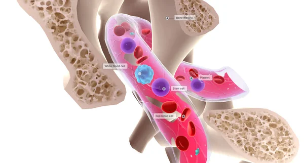 Bone marrow anatomy Stock Photos, Royalty Free Bone marrow anatomy ...