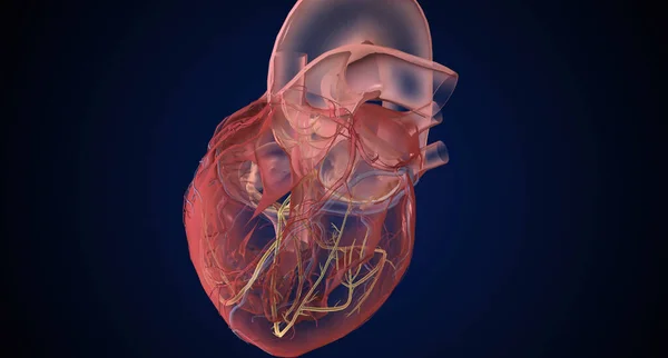 Human heart detailed anatomy Stock Photos, Royalty Free Human heart ...