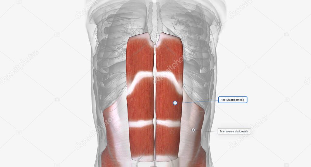 Los músculos abdominales profundos incluyen el abdomen transverso y el ...