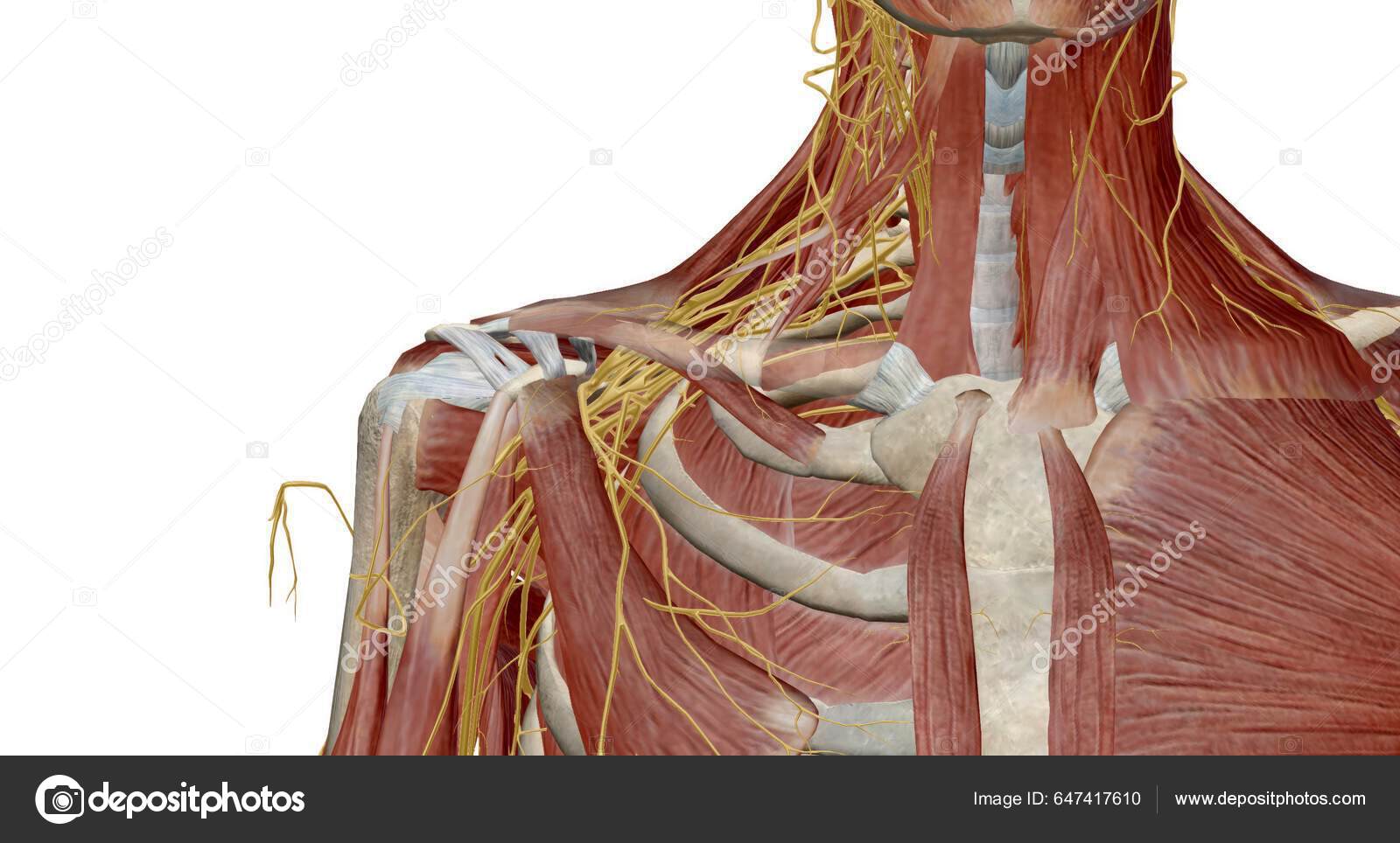 Plexo Braquial Una Red Nervios Formados Por Rami Anterior Los ...