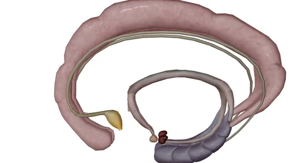 Vestibular ear system images libres de droit, photos de Vestibular ear ...